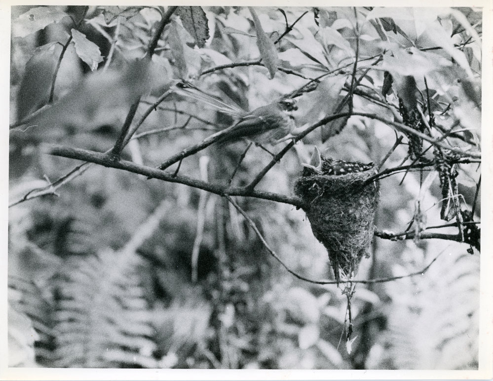 The cuckoo of Pye's Pa bush | Pae Korokī